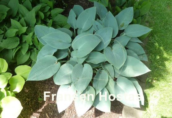 Hosta Blue Danube - Fransen Hostas